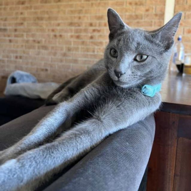 Cecil and Hayden 💙 - Male Domestic Short Hair Cat in NSW - PetRescue