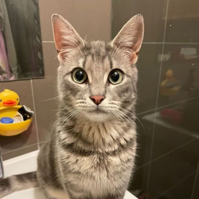 Mighty - Male Domestic Short Hair Cat in VIC - PetRescue