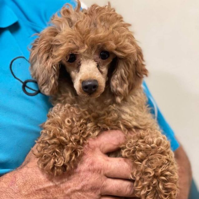 Yvonne - Small Female Poodle Dog in QLD - PetRescue