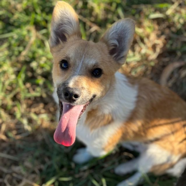 Beluga - Small Male Corgi Mix Dog in VIC - PetRescue