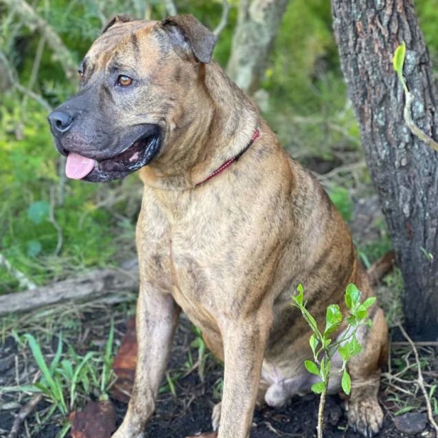 Chops - Large Male Mastiff Mix Dog in NSW - PetRescue