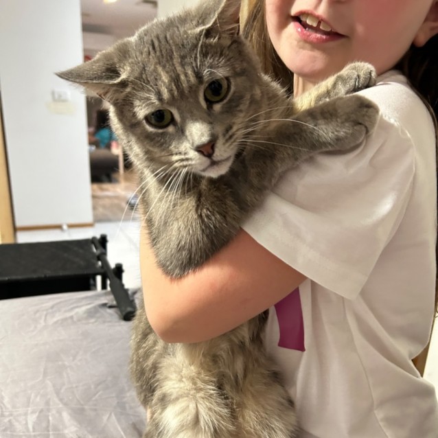 Squishy - Male Domestic Short Hair (DSH) Cat in VIC - PetRescue