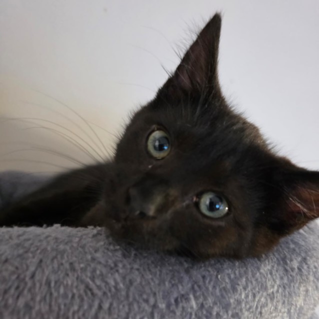 Toby - Male Domestic Short Hair (DSH) Cat in VIC - PetRescue