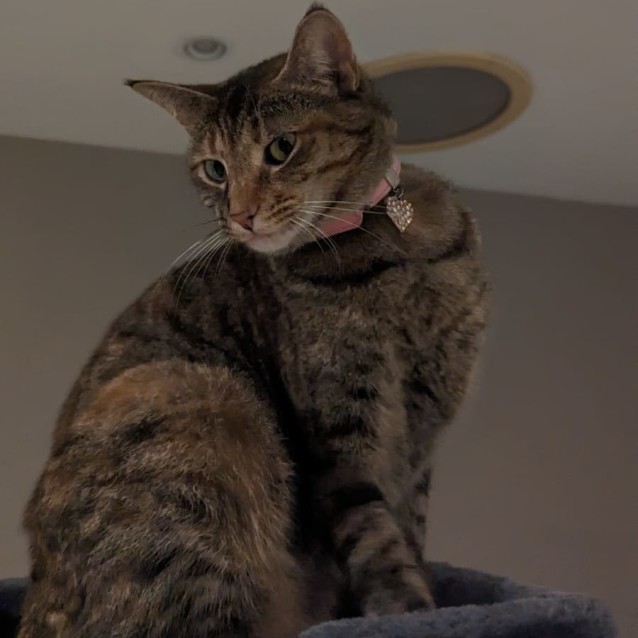 Matilda - Female Domestic Short Hair Cat in VIC - PetRescue