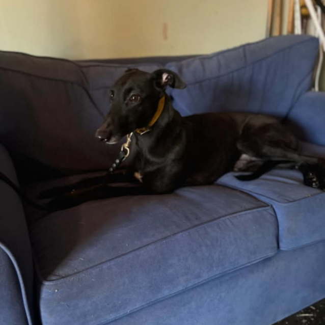 Abbey - Medium Female Greyhound Dog in NSW - PetRescue