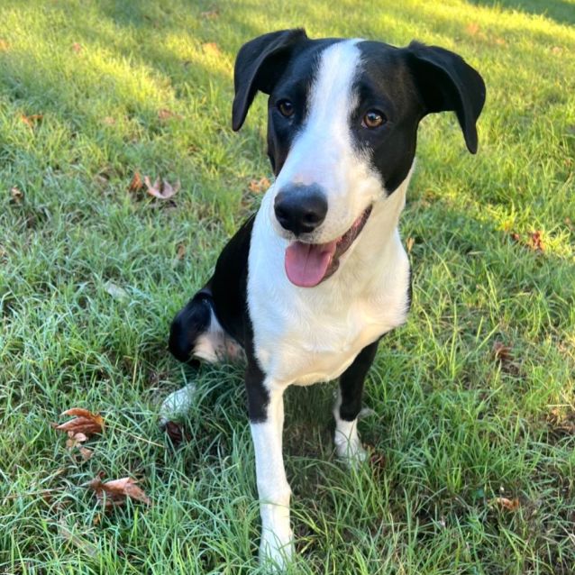 Badger - Medium Male Border Collie Mix Dog in QLD - PetRescue