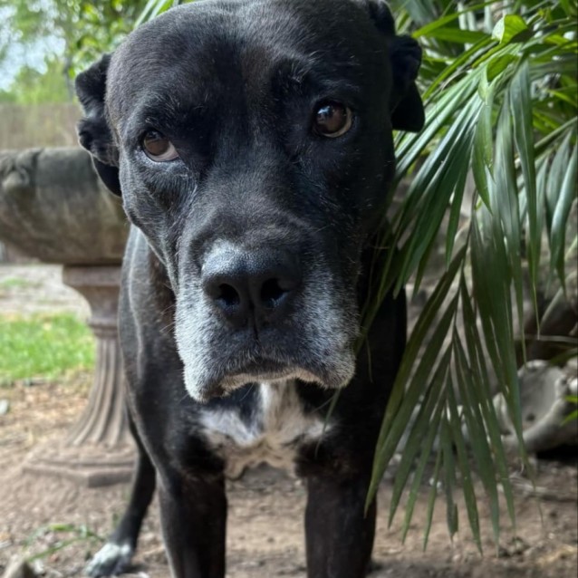 Jayla - Large Female Boxer Mix Dog in QLD - PetRescue