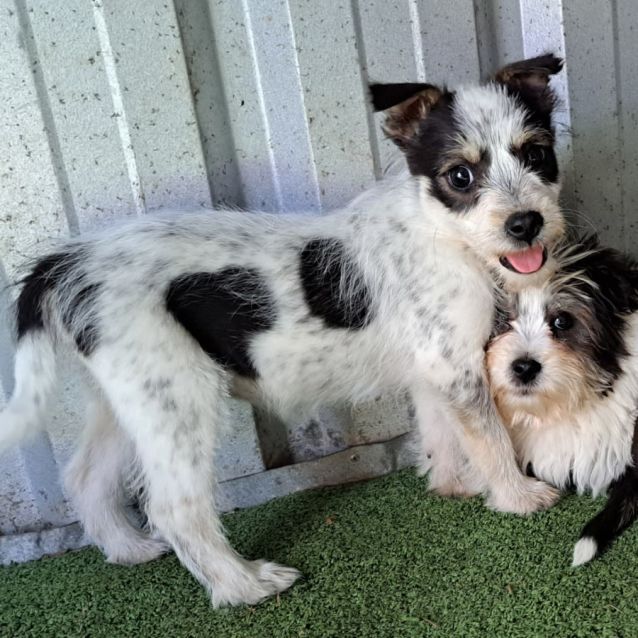 Freckle - Small Female Terrier Mix Dog in NSW - PetRescue