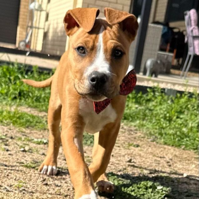 Morgan - Large Male Staffy Mix Dog in VIC - PetRescue
