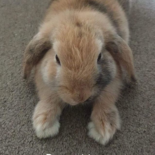 Bee - Male Mini Lop Rabbit in NSW - PetRescue