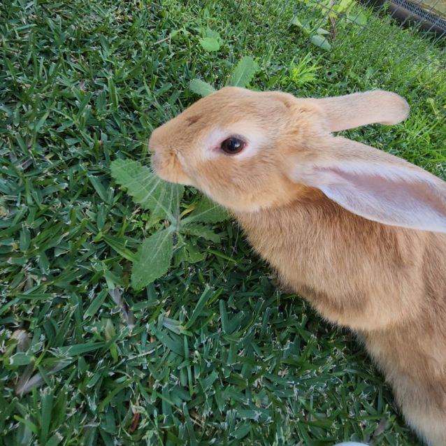 Fry - Male Flemish Giant Mix Rabbit in NSW - PetRescue