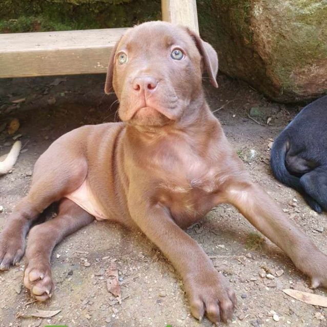 Forest - Large Male Labrador x Mastiff Dog in VIC - PetRescue