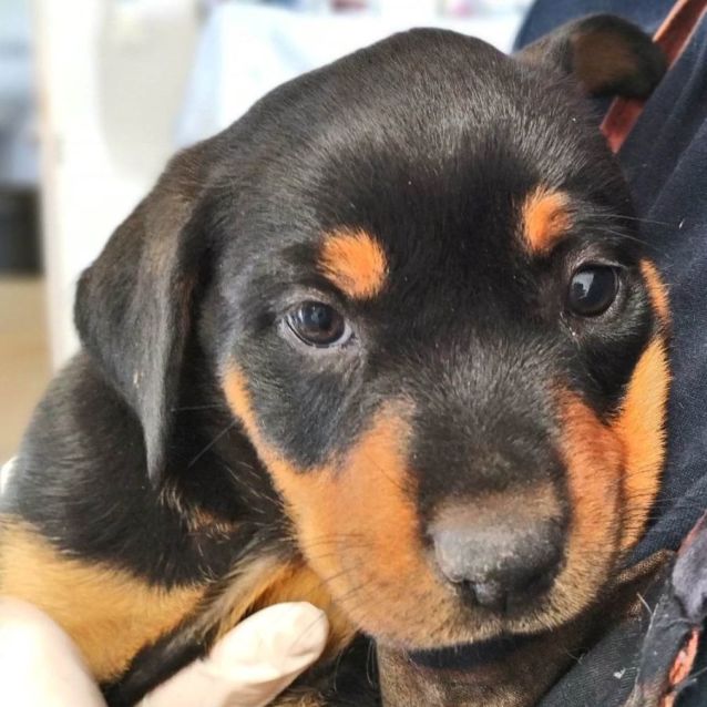 Pearl - Medium Female Rottweiler Mix Dog in NSW - PetRescue