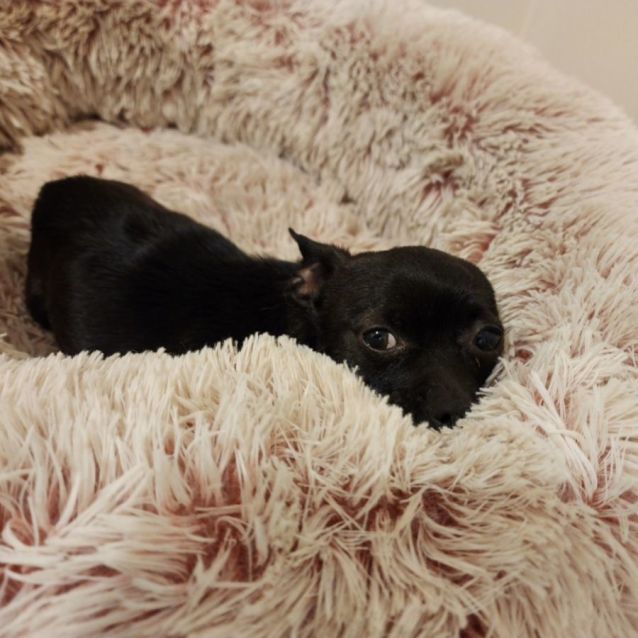 Cha-cha - Small Female Chihuahua Dog in VIC - PetRescue