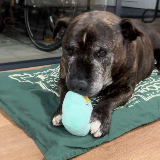 Pumba - Medium Male Staffordshire Bull Terrier Dog in WA - PetRescue