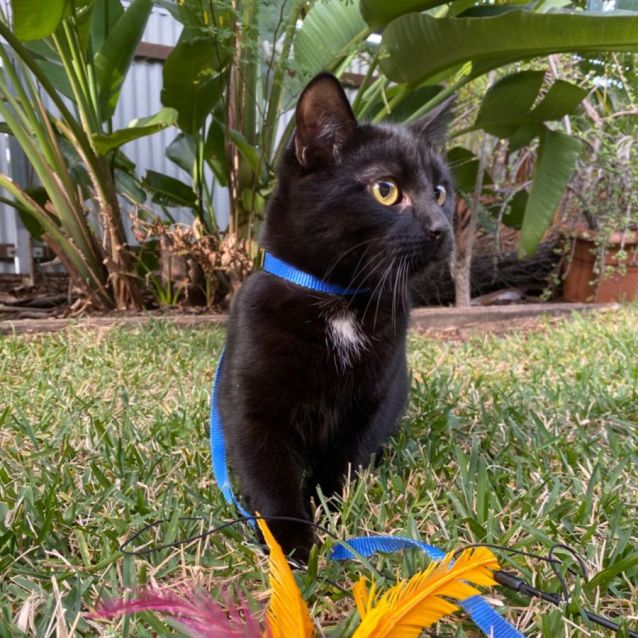 Ravenpaw - Male Domestic Short Hair x Bombay Mix Cat in QLD - PetRescue