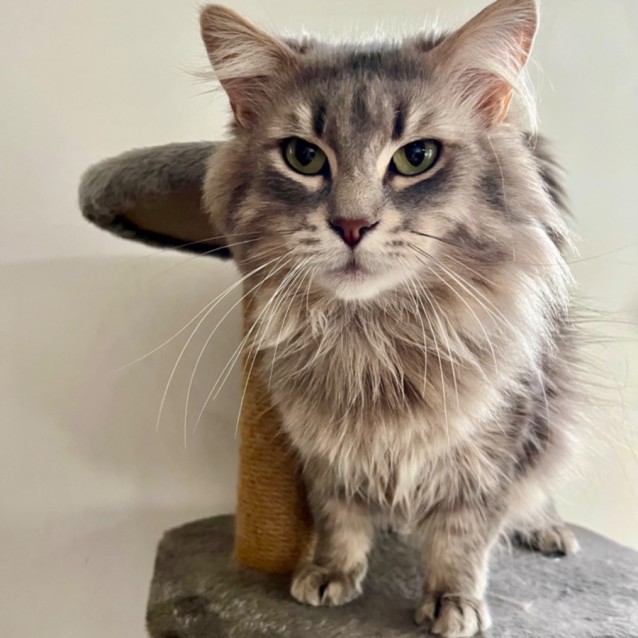 Humphrey - Male Domestic Long Hair (DLH) Cat in VIC - PetRescue