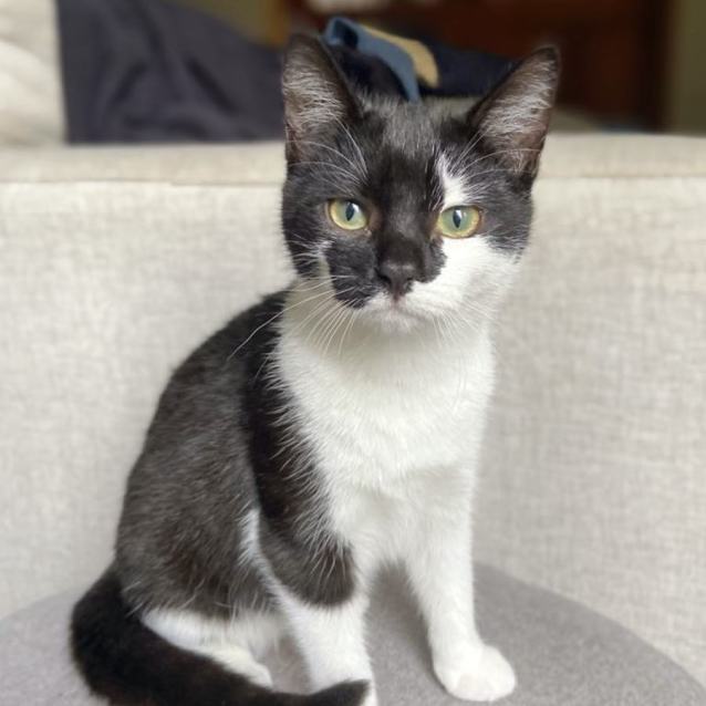 Pearl - Female Domestic Short Hair (DSH) Cat in NSW - PetRescue