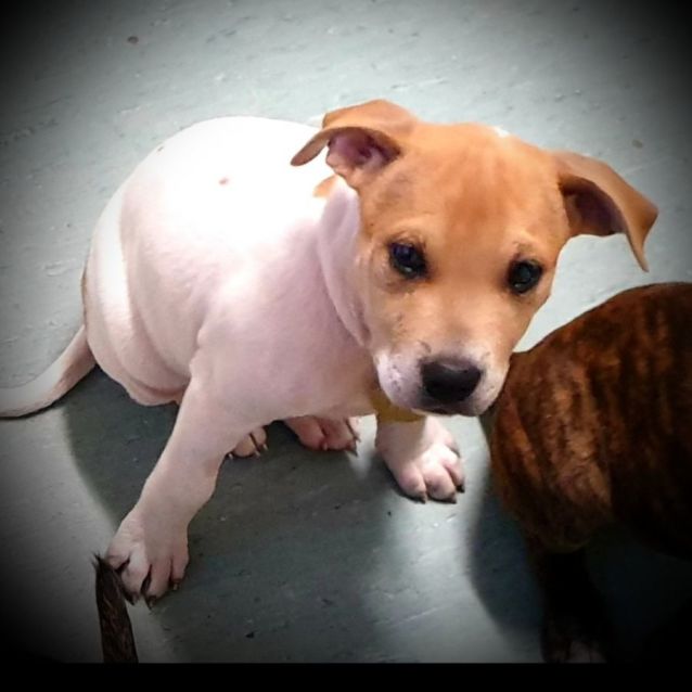 Stewie Griffin - Medium Male American Staffordshire Terrier Mix Dog in ...