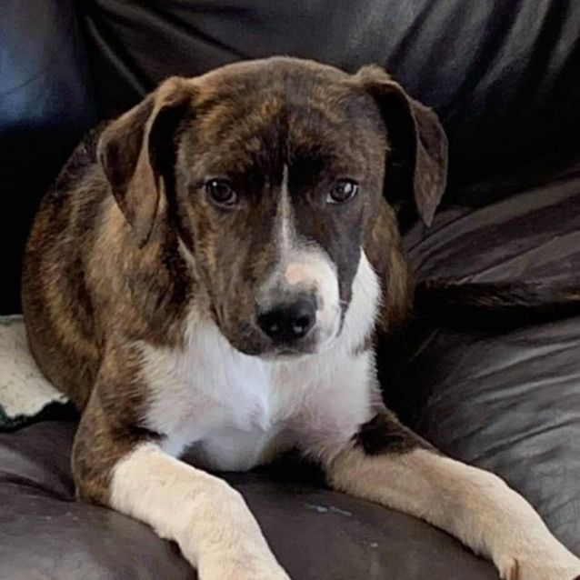 Duke - Large Male Boxer x Staffy Mix Dog in VIC - PetRescue