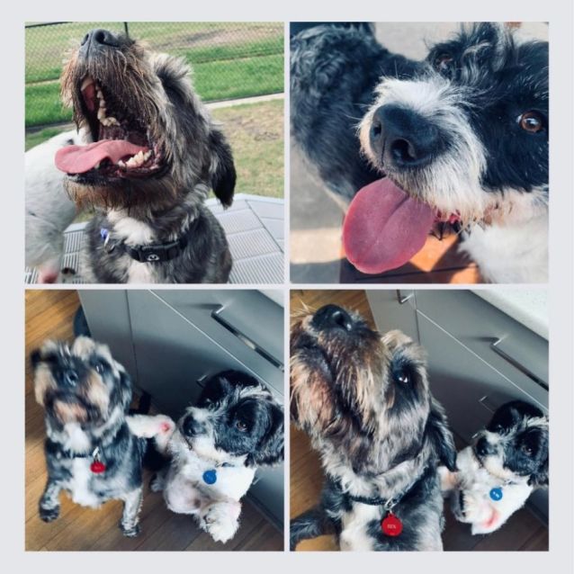 Max & Rex ~ 3yr Old Staffy X Poodle - Medium Male Staffy x Poodle Mix ...