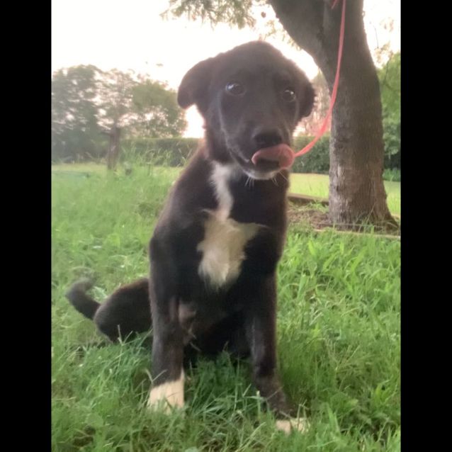 Rosie - Large Female Labrador x Maremma Sheepdog Mix Dog in ACT - PetRescue