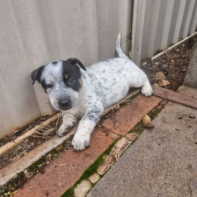 Ron - Medium Male Australian Cattle Dog x Bull Terrier Dog in QLD ...
