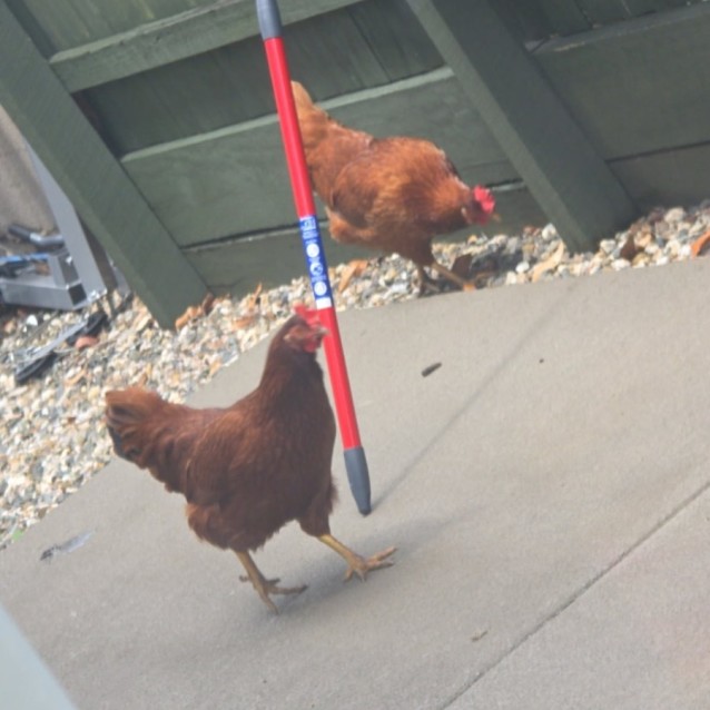 Cleopatra and Nugget - Female Chicken in QLD - PetRescue