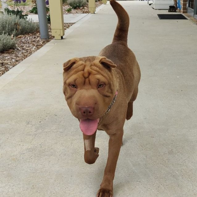 🦄 Sharpie 🦄 C04302 - Medium Female Shar-Pei Dog in VIC - PetRescue