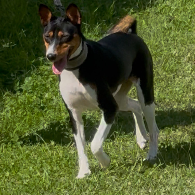Tahli - Medium Female Basenji Dog in QLD - PetRescue