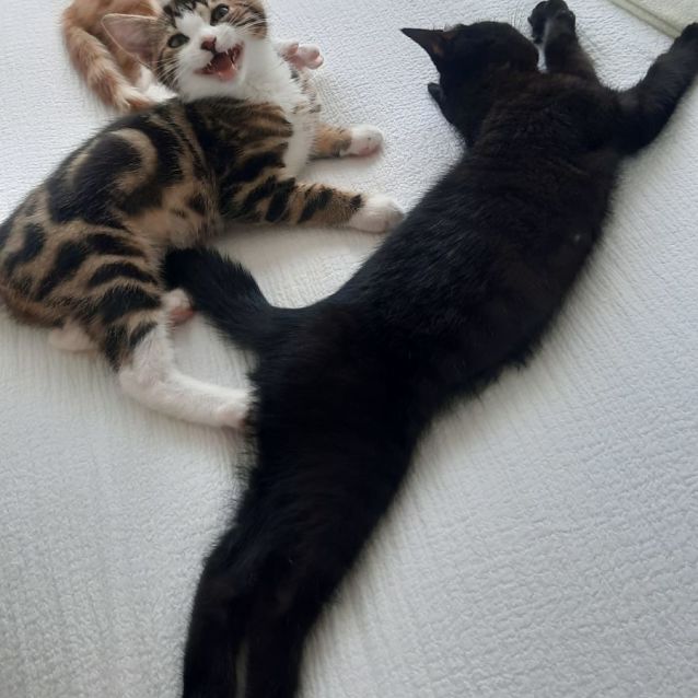 Bramble - Male Domestic Short Hair Cat in VIC - PetRescue