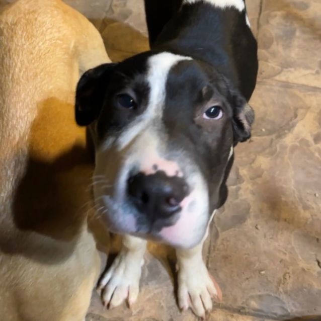 Arthur - Large Male Mastiff Mix Dog in VIC - PetRescue