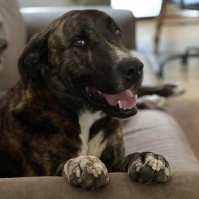 Titan - Large Male Mastiff Mix Dog in VIC - PetRescue