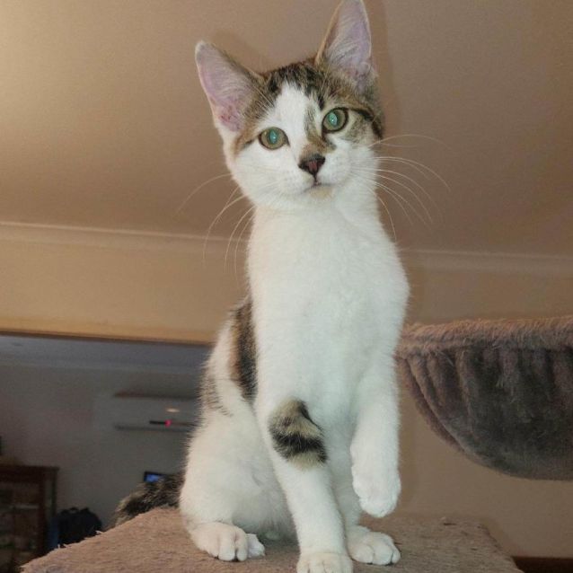 Doody 😺 - Male Domestic Short Hair Cat in VIC - PetRescue