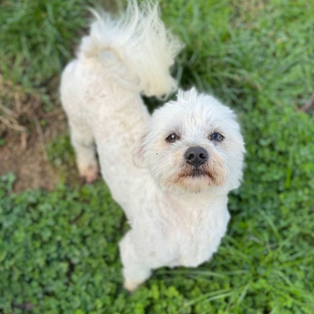 Bastian - Small Male Maltese Dog in VIC - PetRescue