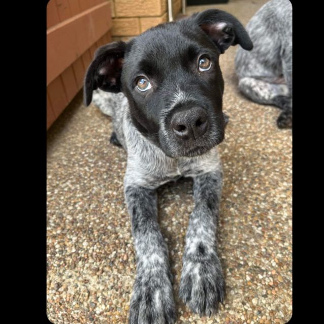 Yarra - Medium Male Smithfield Cattle Dog Dog in NSW - PetRescue