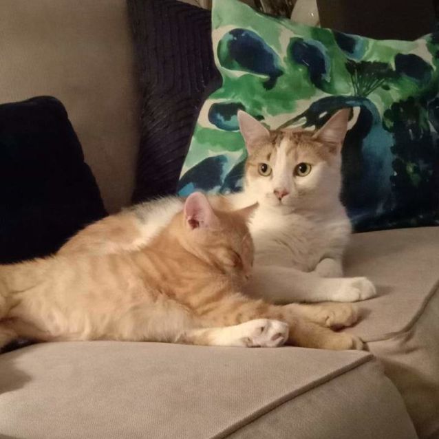 Desmina & Imogen 💜💜 - Female Domestic Short Hair Cat in VIC - PetRescue