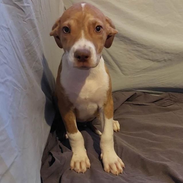 Alfie - Medium Male Mastiff x Bull Arab Dog in QLD - PetRescue