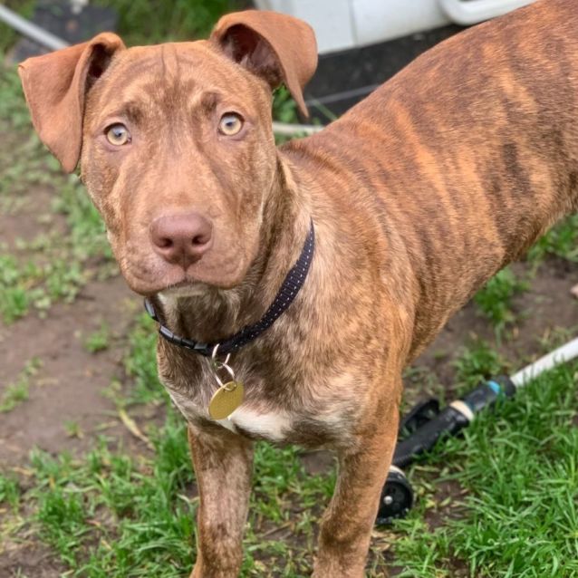 Garfunkel - Large Male Bull Arab Mix Dog in VIC - PetRescue