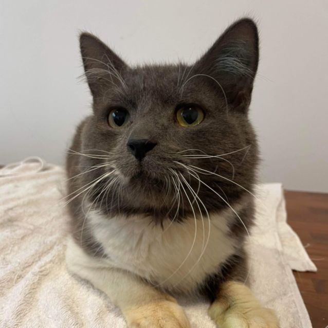 Rook - Male Domestic Medium Hair Cat in VIC - PetRescue