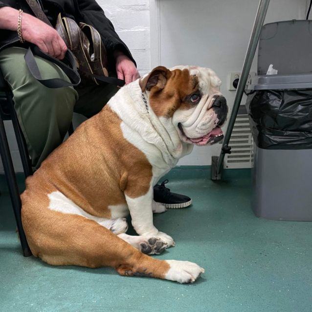 Bubba - Large Male British Bulldog Dog in NSW - PetRescue