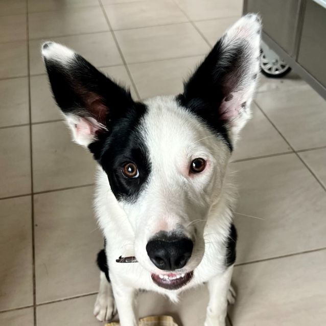 Harry - Medium Male Border Collie x Kelpie Dog in VIC - PetRescue