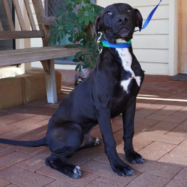 Oxford - Medium Male Cross breed Dog in WA - PetRescue