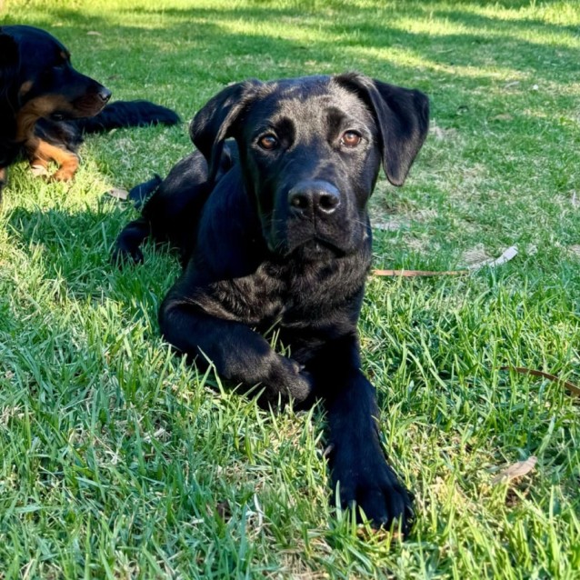 Volk - Large Male Rottweiler x Cane Corso Mix Dog in VIC - PetRescue