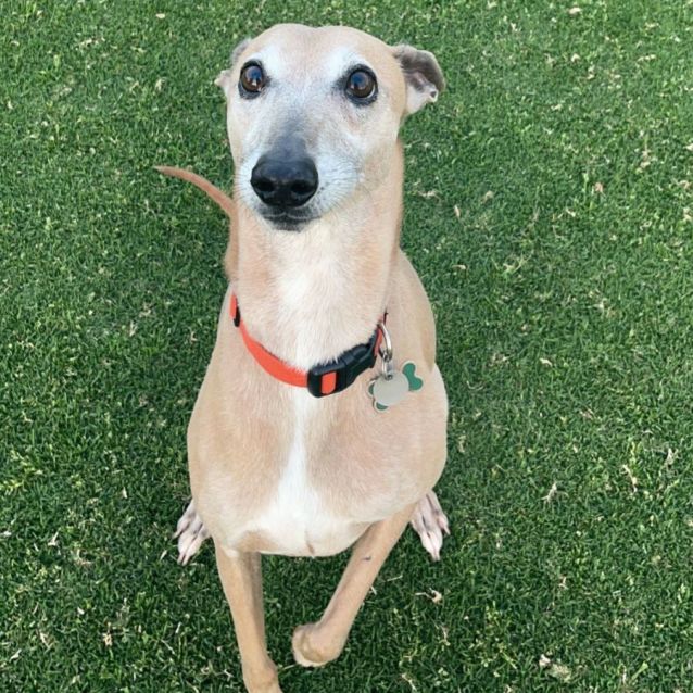 Devo - Medium Male Whippet Dog in VIC - PetRescue