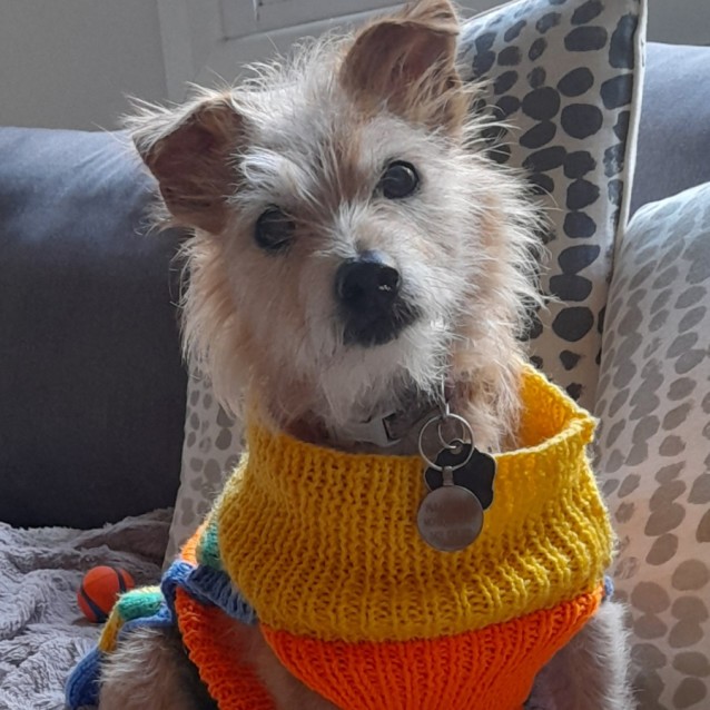 Tussle - Small Male Jack Russell Terrier Mix Dog in VIC - PetRescue