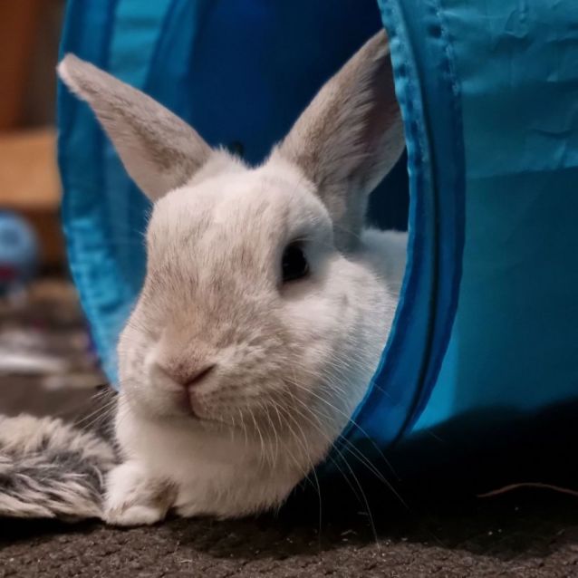 Tofu (Located in Bayswater) - Male Bunny Rabbit in VIC - PetRescue