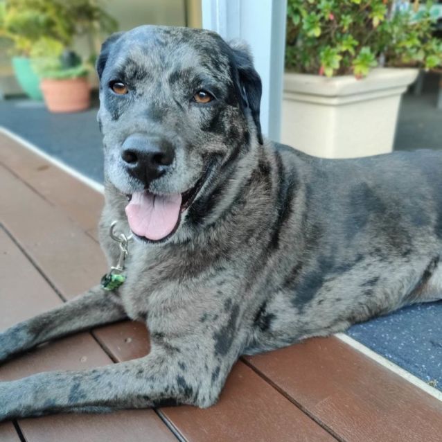 Joyce - Medium Female Great Dane x Koolie Mix Dog in VIC - PetRescue