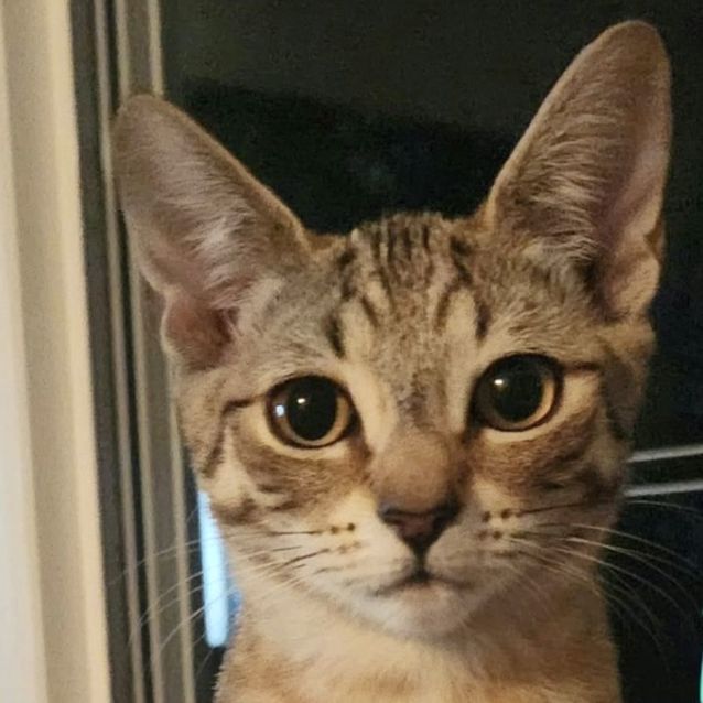 Poe - Female Manx Mix Cat in QLD - PetRescue