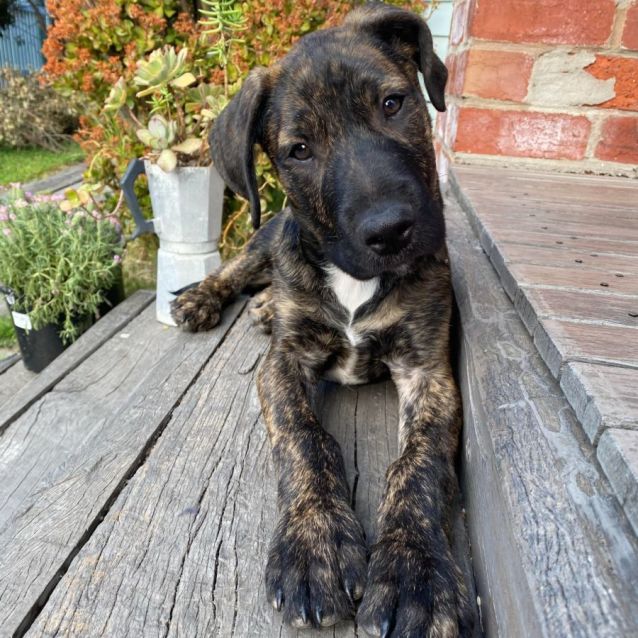 Burrito - Medium Male Mixed Breed Dog in VIC - PetRescue